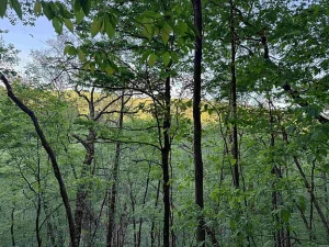 Off-Grid Ozarks Retreat with Creek & Scenic Cabin Site – STORY OF THE DAY